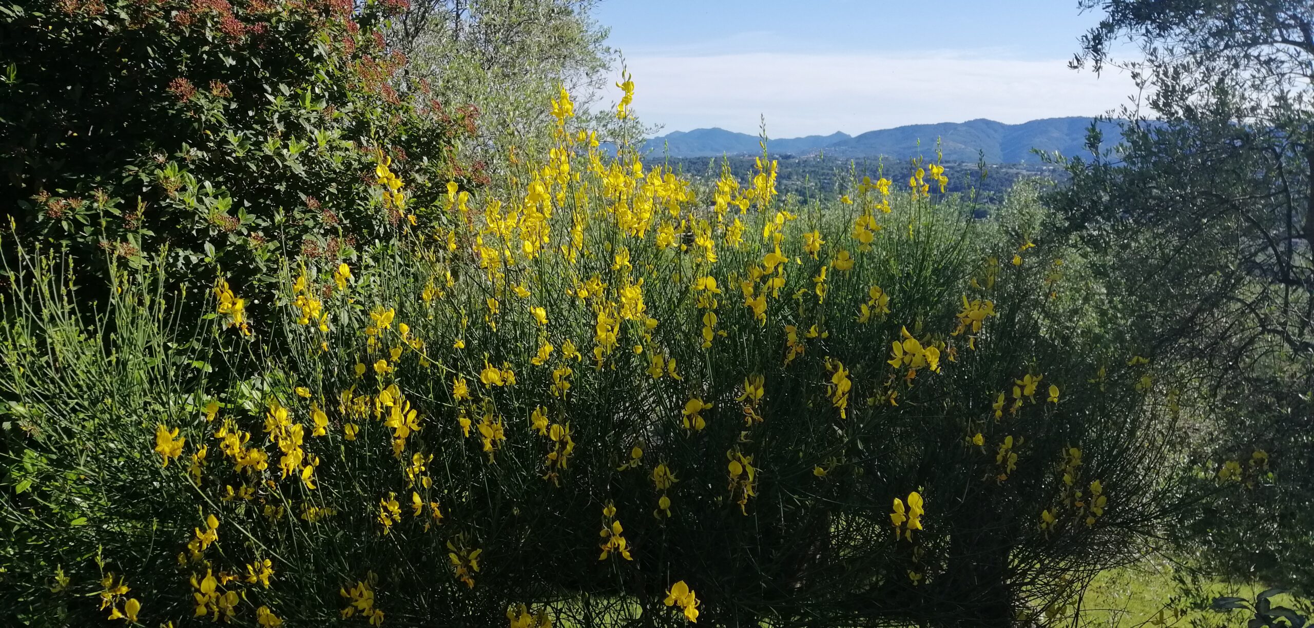 Galerie – L'OLIVERAIE DE VIREVENT