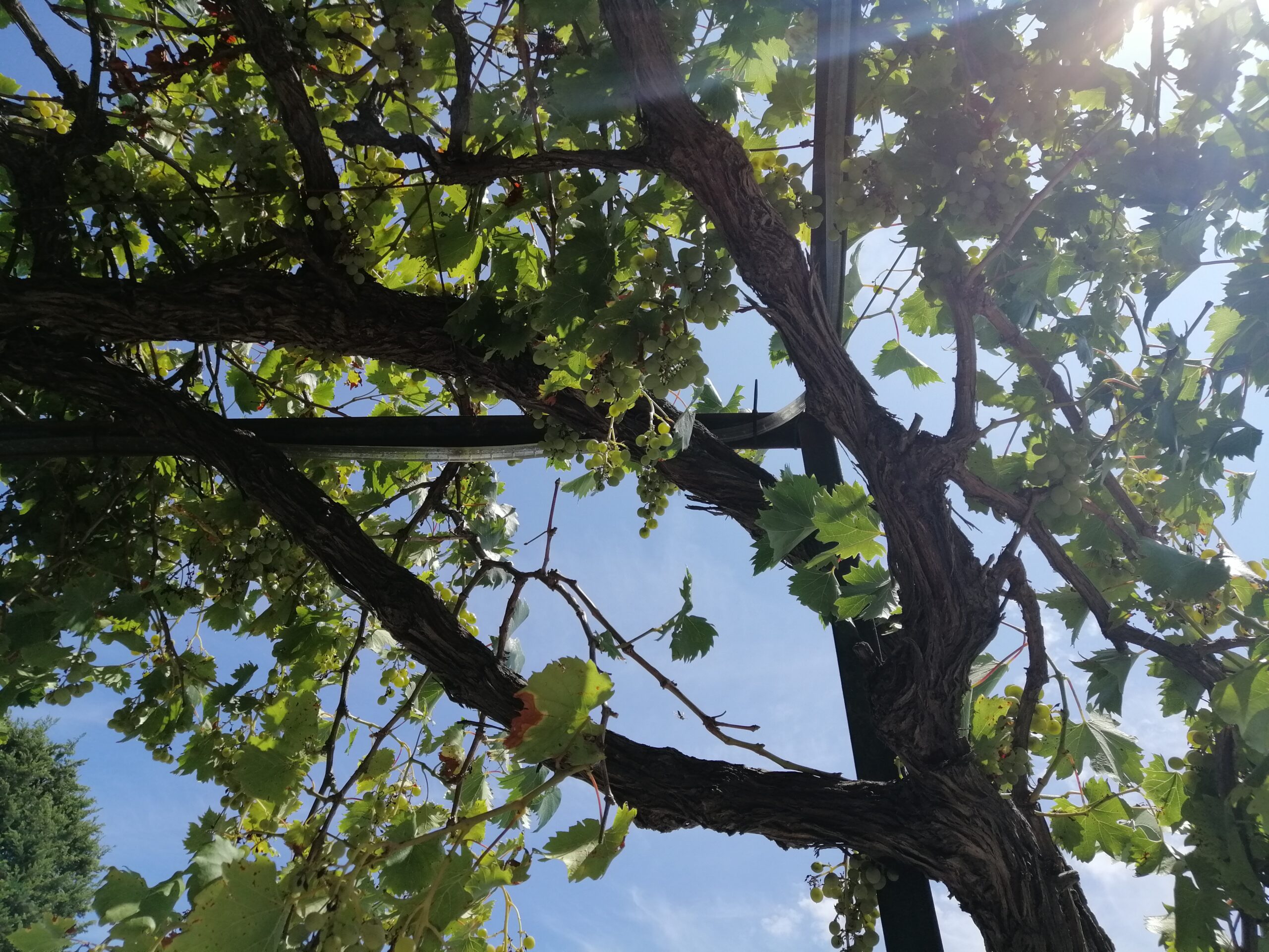 Galerie – L'OLIVERAIE DE VIREVENT